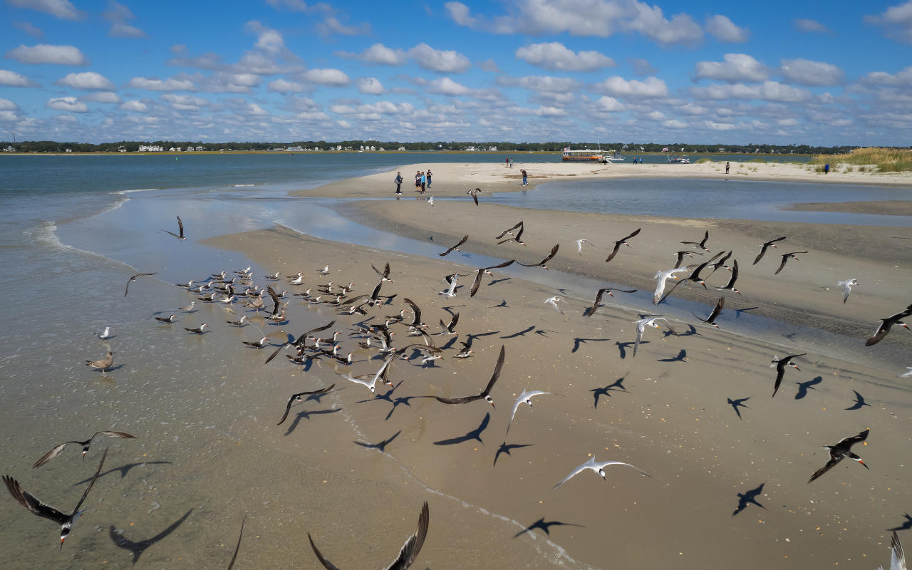 Inlet Bird Watching Tour | Crazy Sister Marina