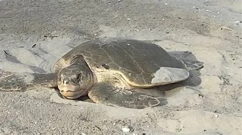 Myrtle Beach Sea Turtles | Crazy Sister Marina